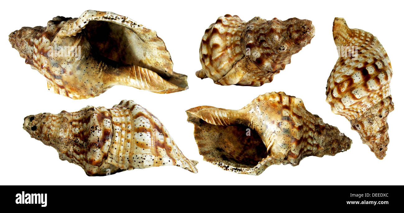 Seashell details Cut Out Stock Images & Pictures - Alamy