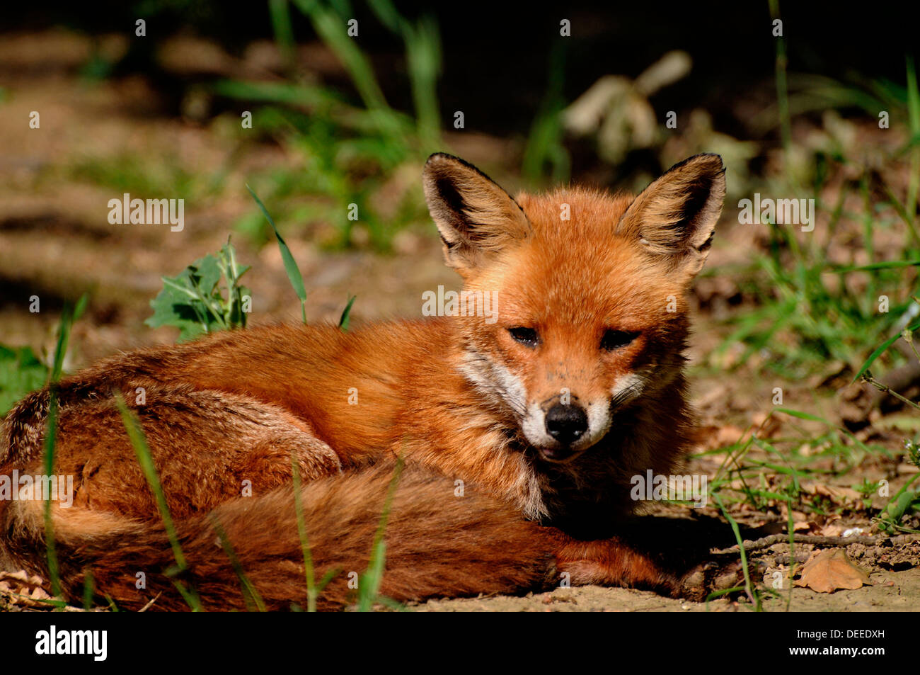 Red Fox in a field Stock Photo - Alamy