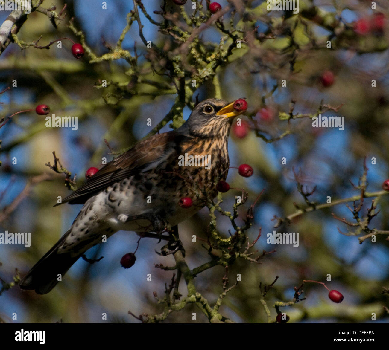 Field fare feeding on berries Stock Photo - Alamy