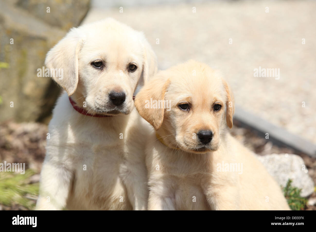 Portrait of gorgeous creme labrador retriever puppies Stock Photo - Alamy