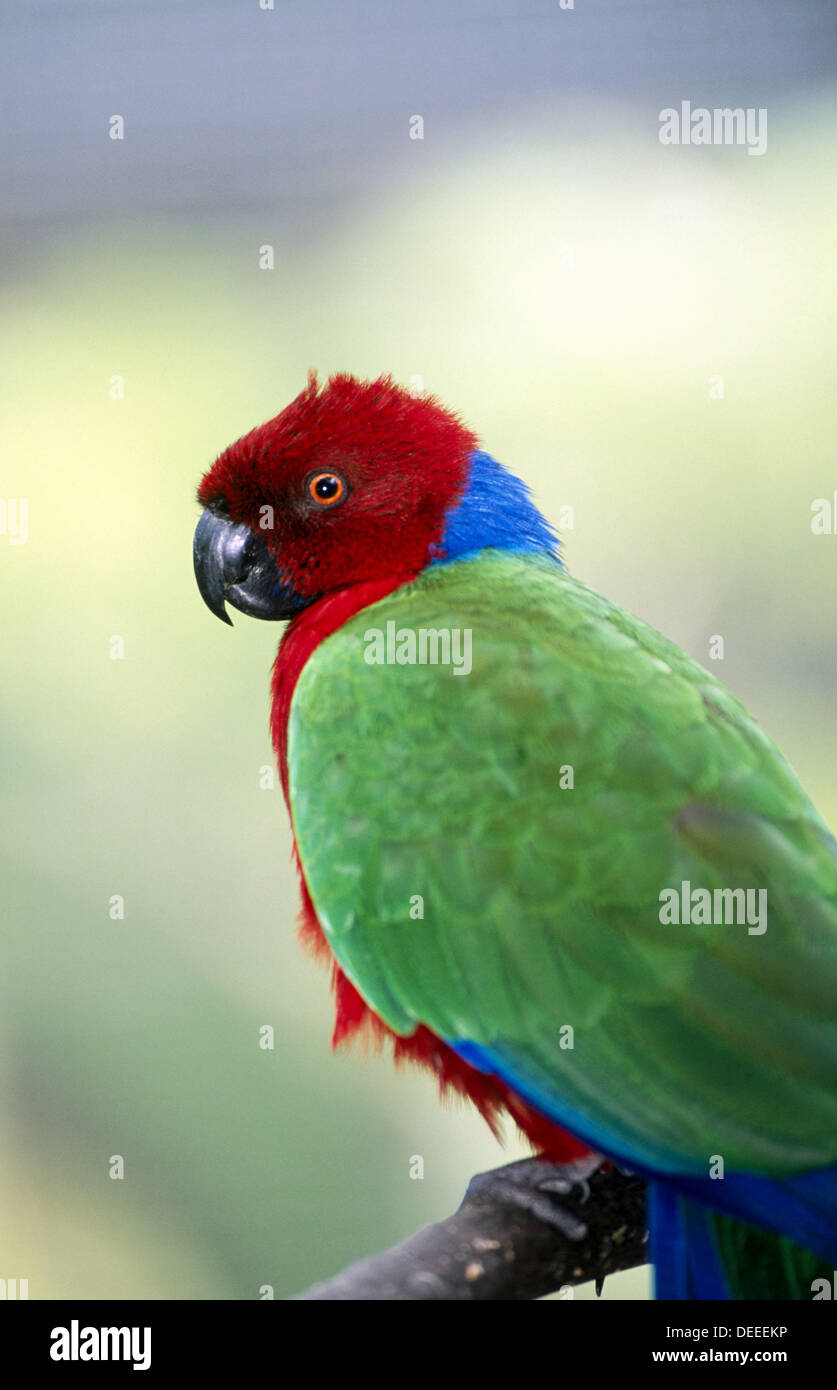 Prosopeia Stock Photos & Prosopeia Stock Images - Alamy