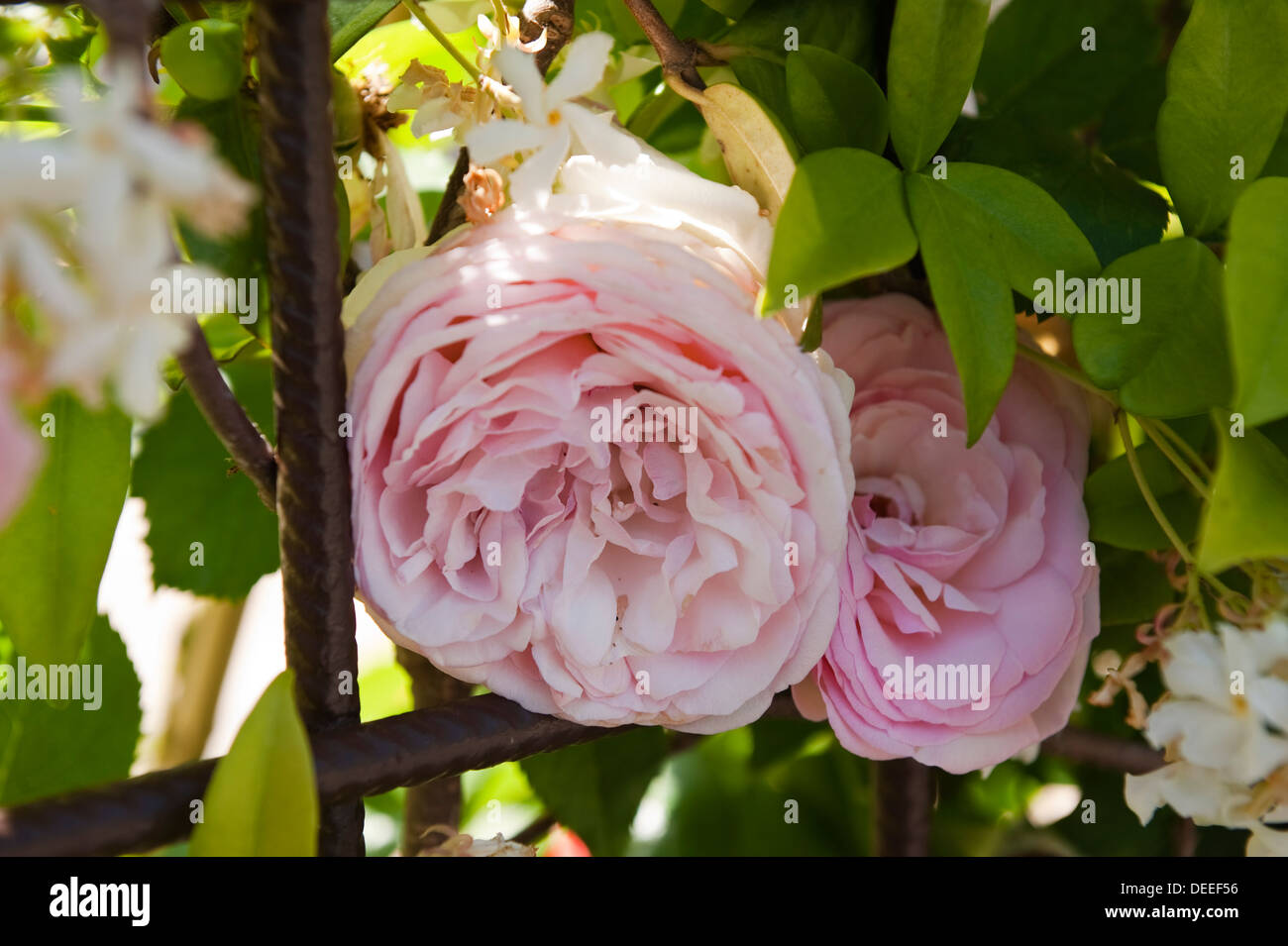 Rose horticulture hi-res stock photography and images - Alamy