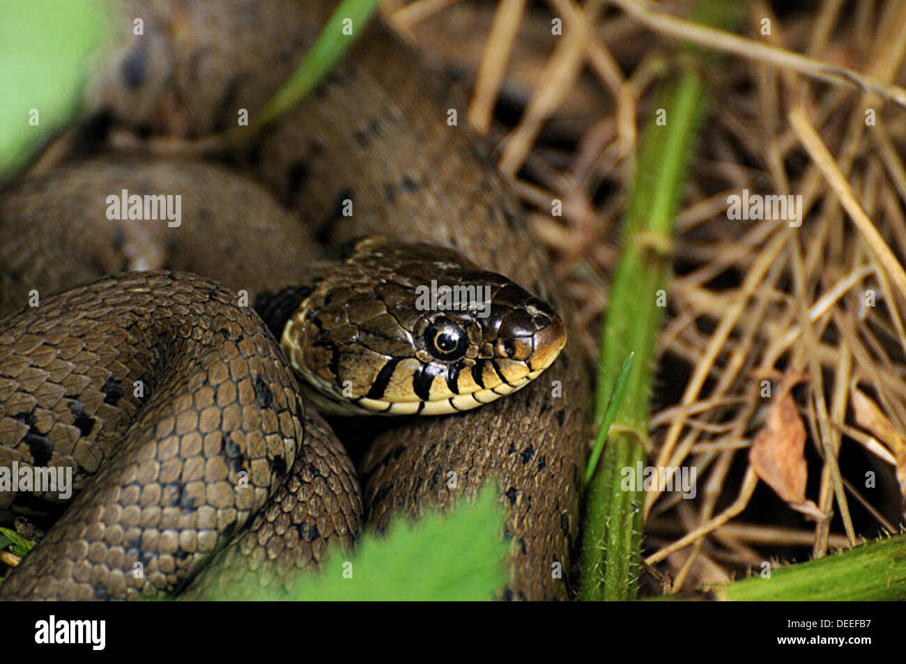 A Grass snake basking Stock Photo - Alamy