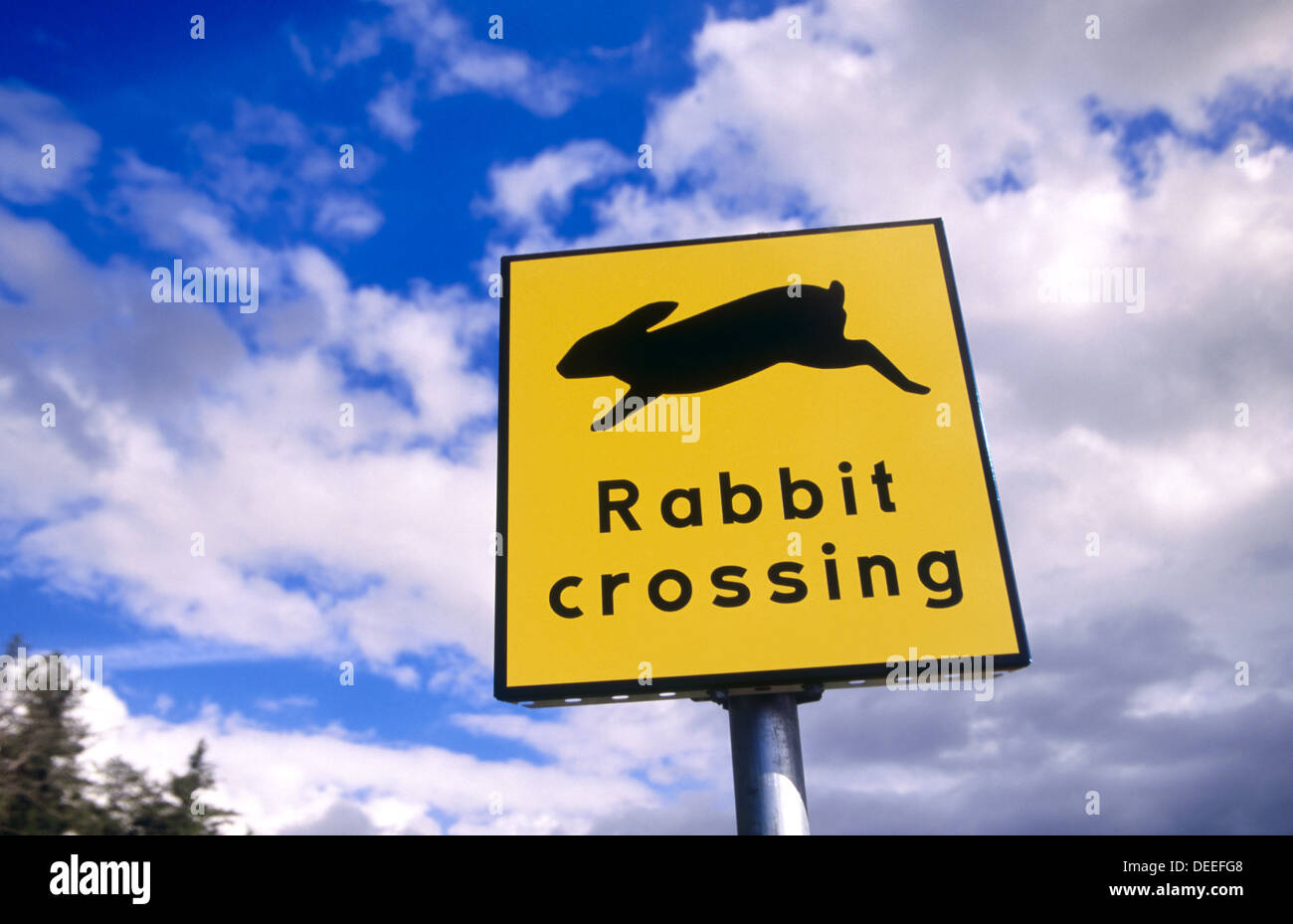 Rabbit crossing hi-res stock photography and images - Alamy