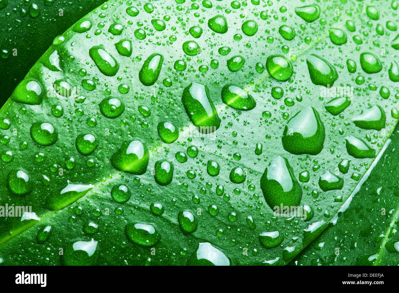 Green Leaves With Water