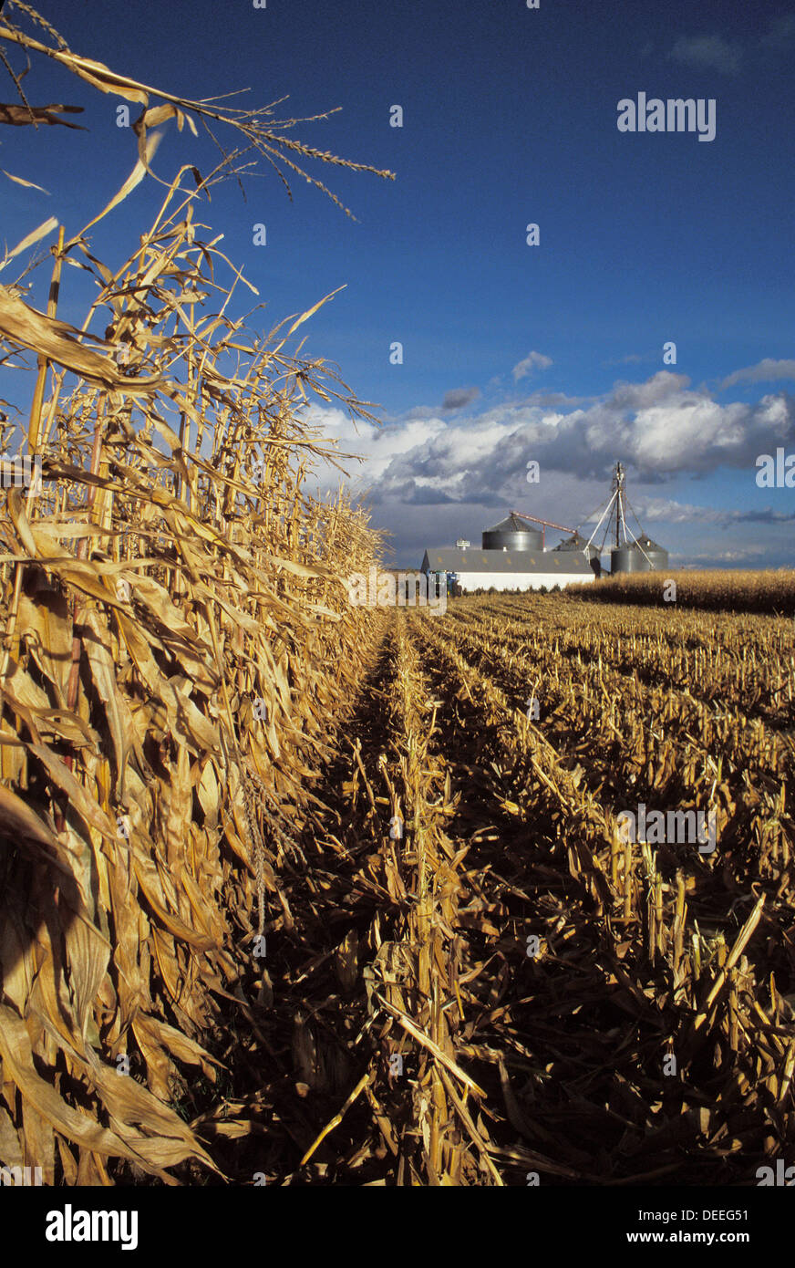 Nebraska silo corn hi-res stock photography and images - Alamy