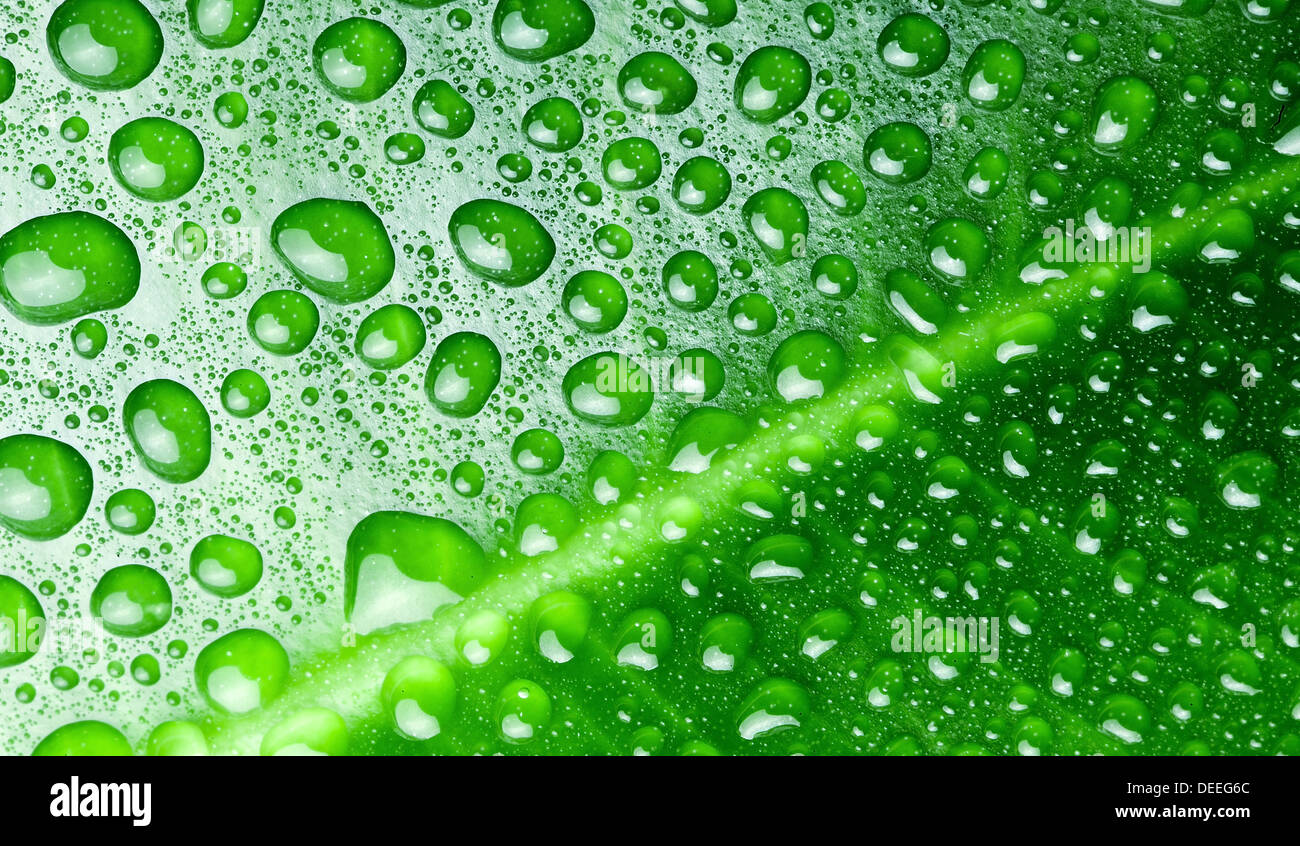Water Drop Leaf Wallpaper