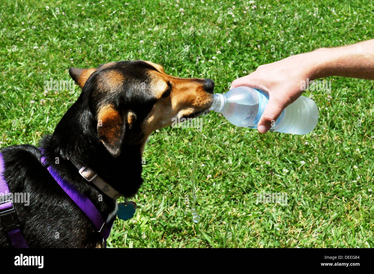 Dog drinking water Stock Photo - Alamy