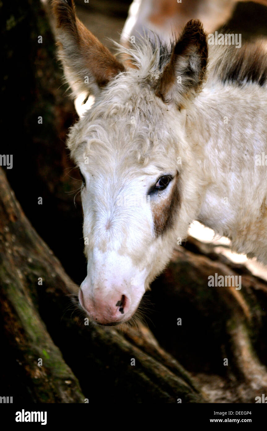Donkey nose hi-res stock photography and images - Alamy