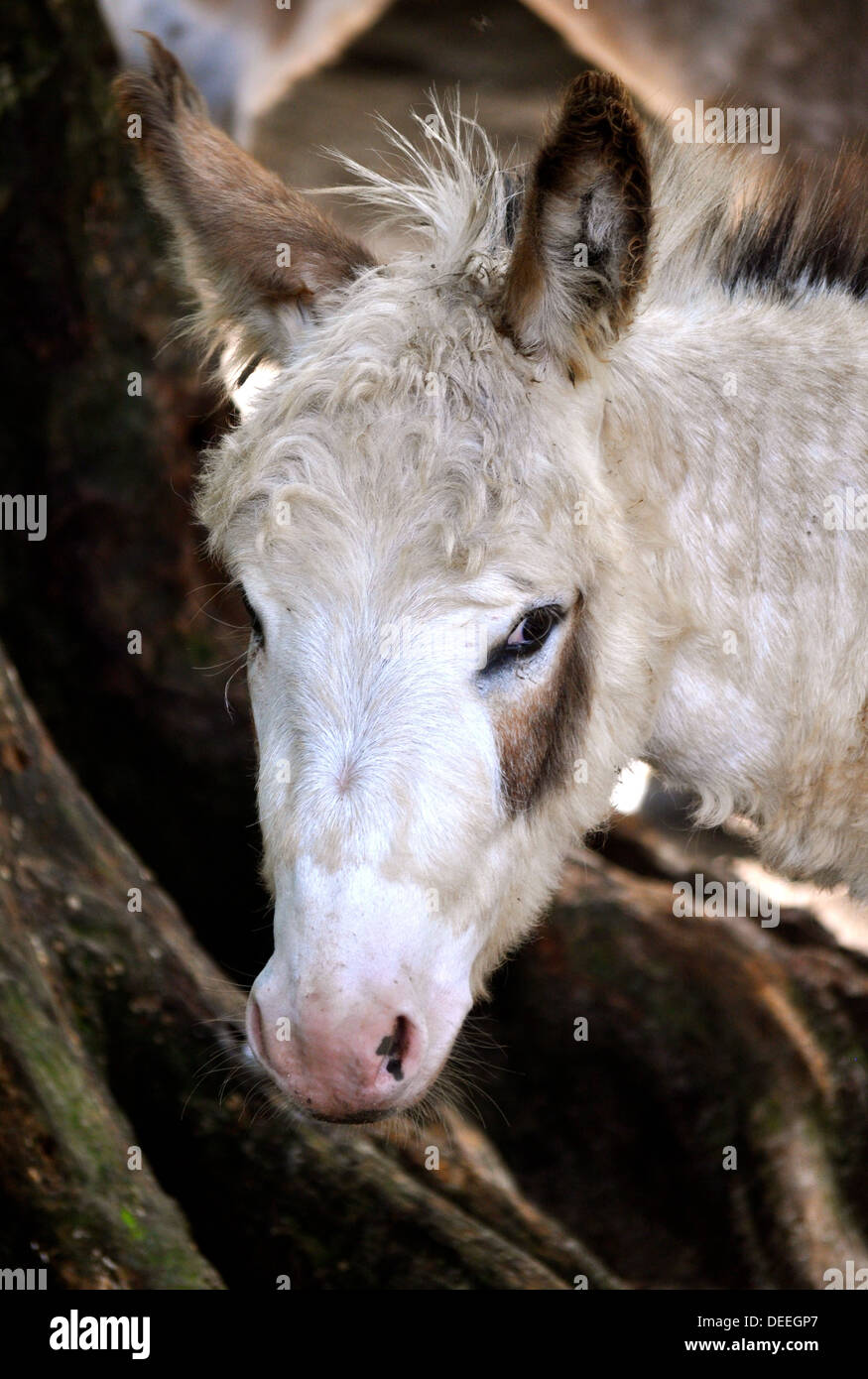 Donkey nose hi-res stock photography and images - Alamy