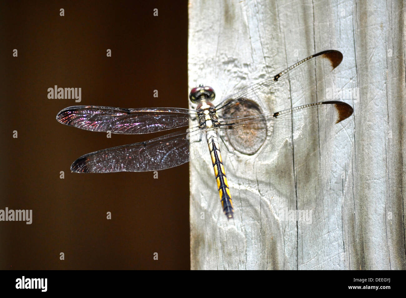 Flying dragon fly hi-res stock photography and images - Alamy