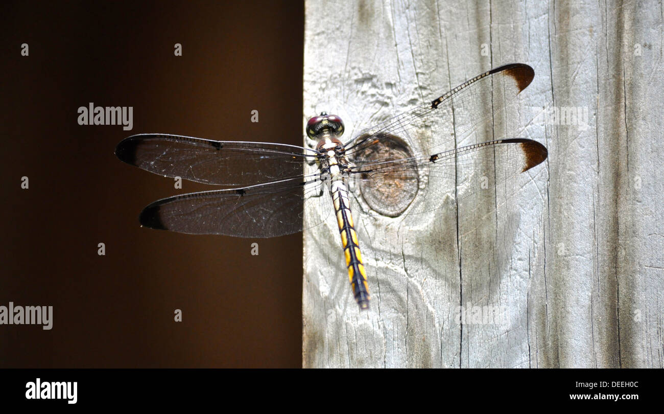 Dragon flies hi-res stock photography and images - Alamy