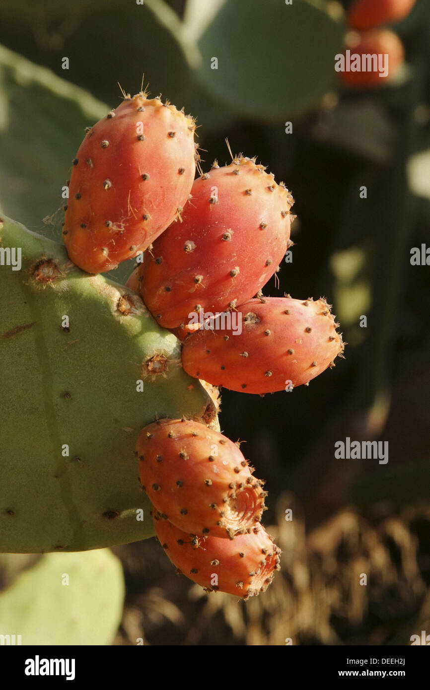 Cactus opuntia maxima hi-res stock photography and images - Alamy
