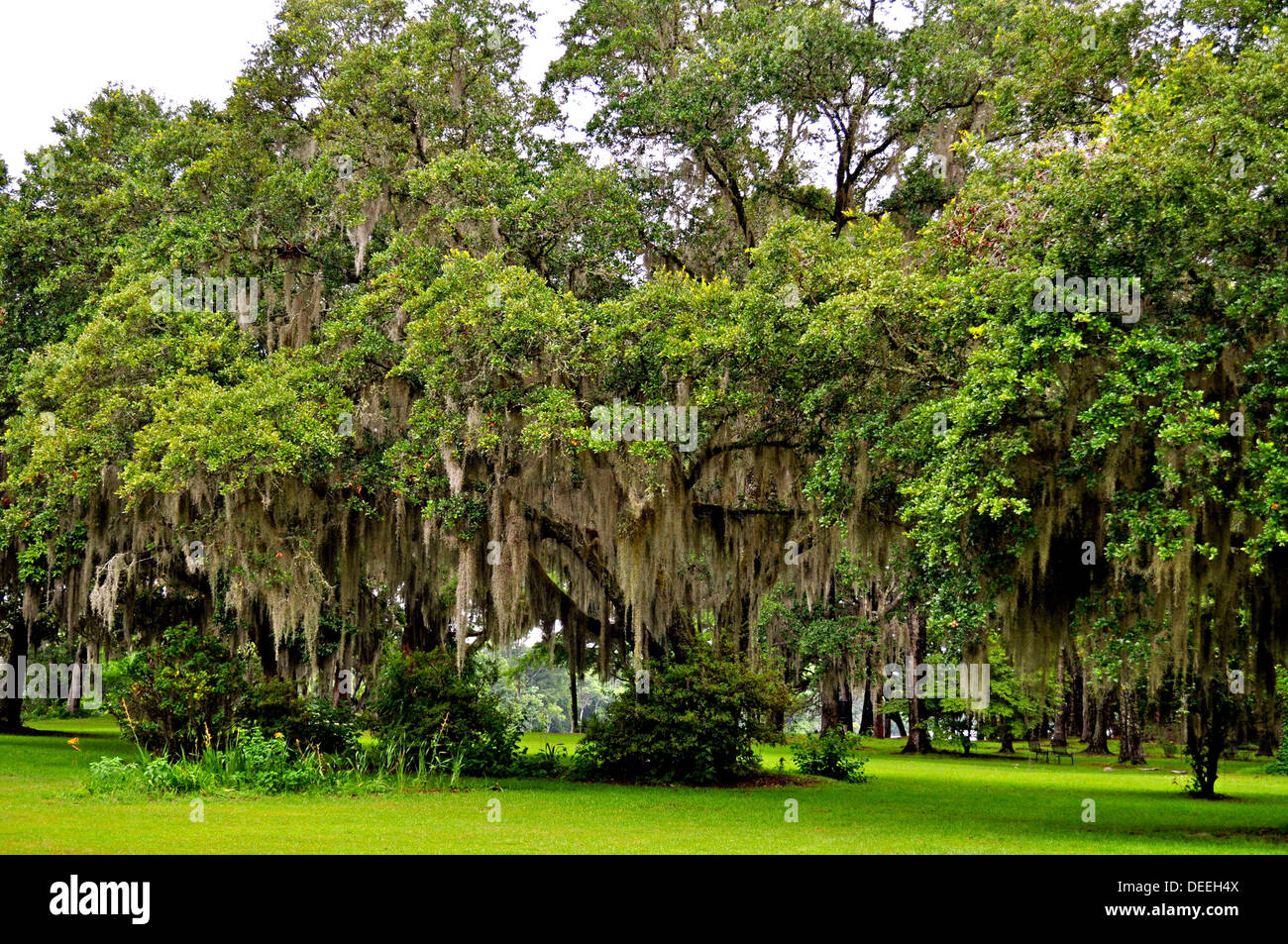 Drooping Branches High Resolution Stock Photography and Images - Alamy