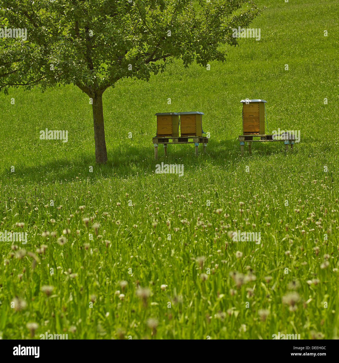 Natural beehive hi-res stock photography and images - Alamy
