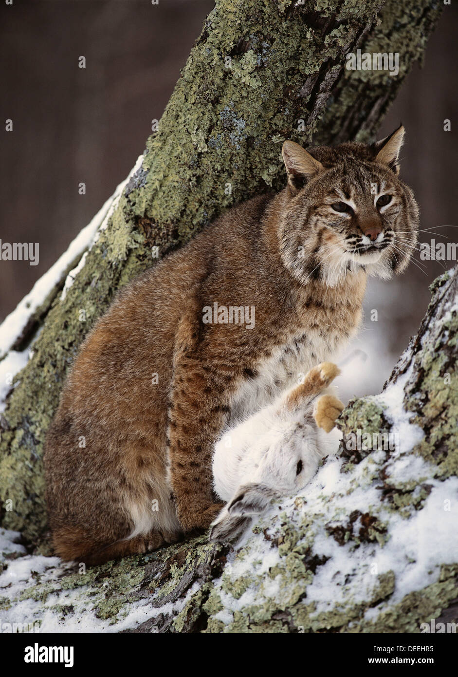 Bobcat lynx hi-res stock photography and images - Alamy