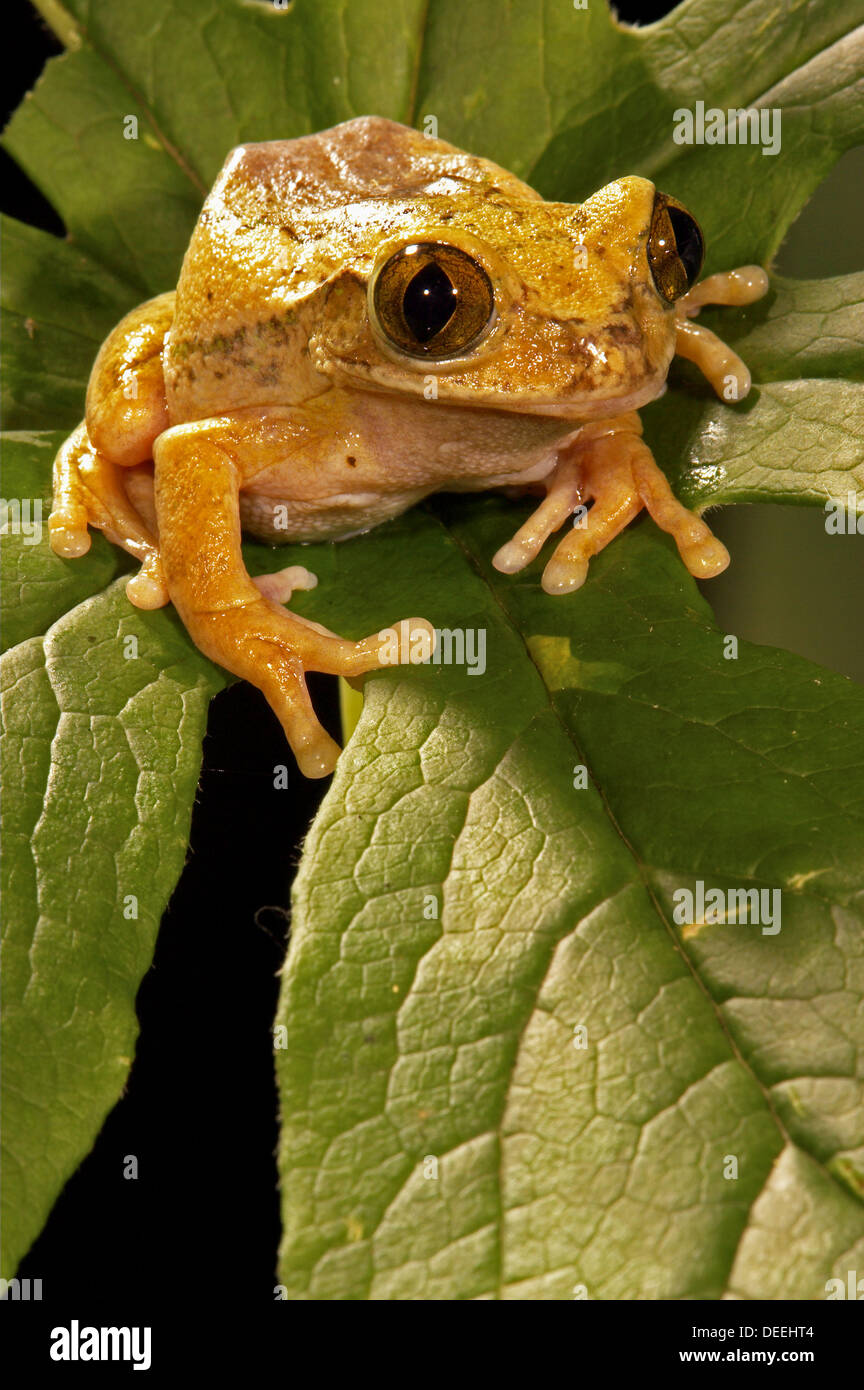 Big Eye Treefrog High Resolution Stock Photography and Images - Alamy