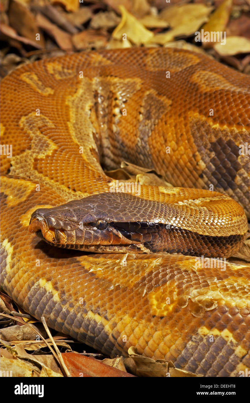 Blood Python Python Curtus High Resolution Stock Photography and Images ...