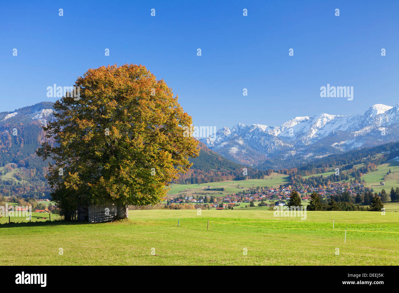 Single tree in autumn colour hi-res stock photography and images - Alamy