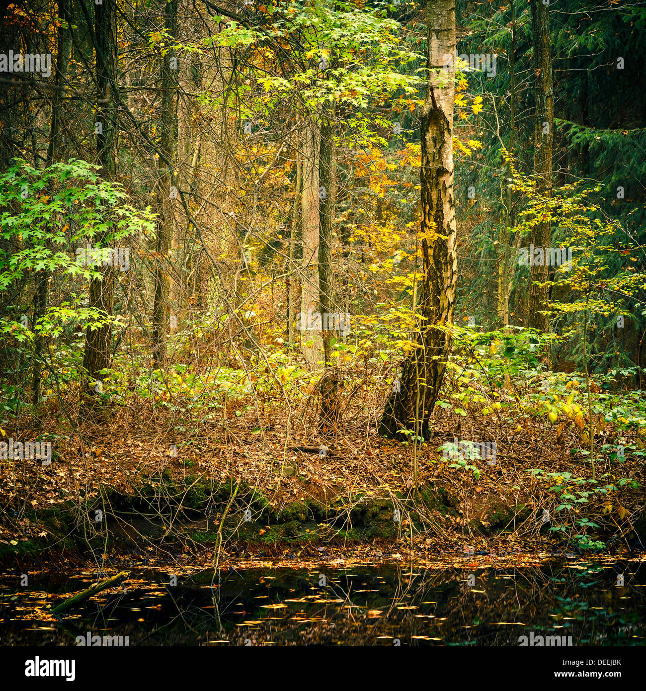 Fairy lake fir tree hi-res stock photography and images - Alamy