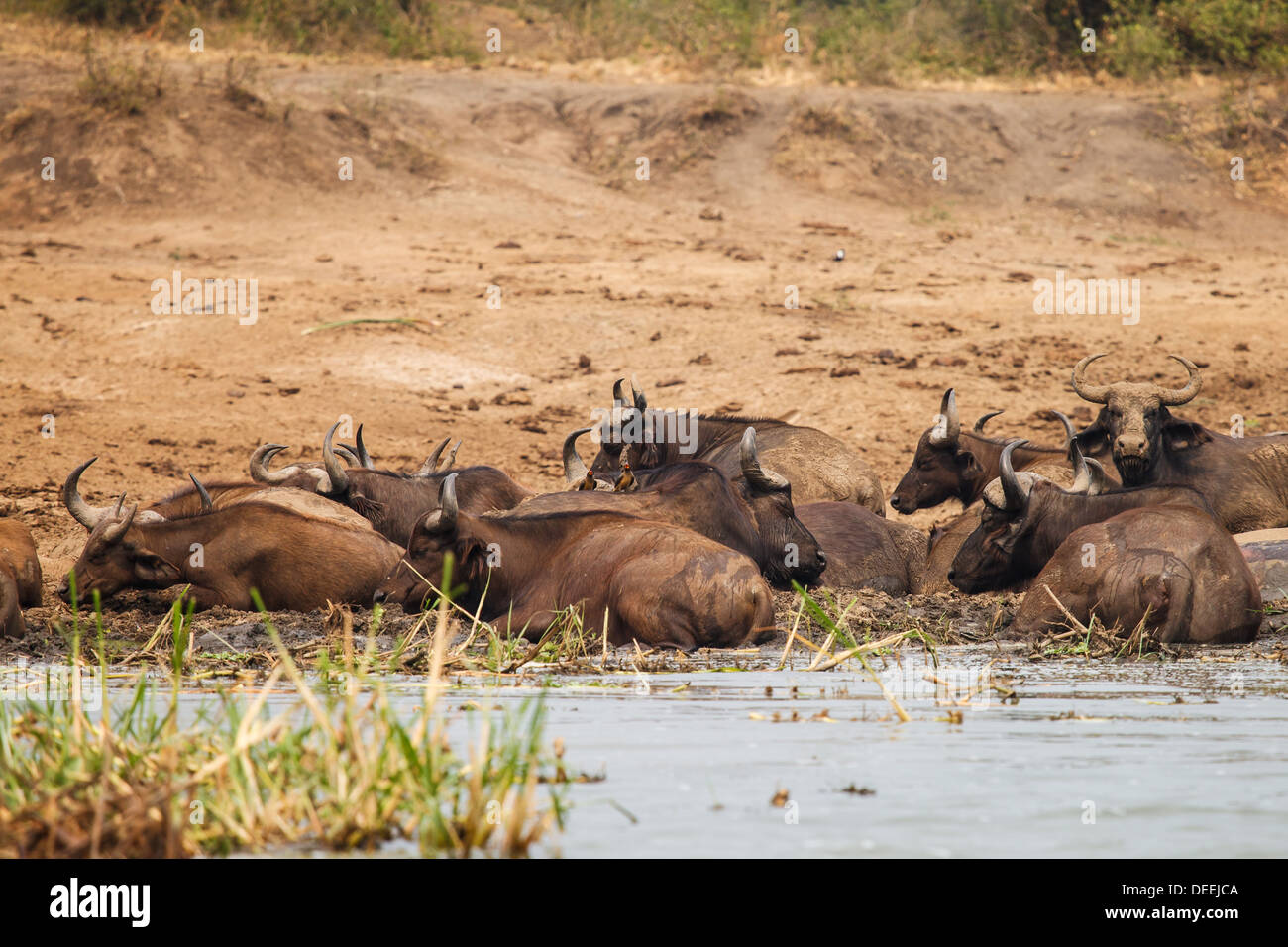 Sleep buffalo hi-res stock photography and images - Alamy