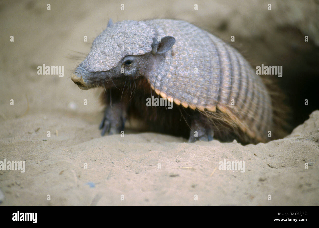 Pichi (Zaedyus pichiy). Patagonia, Argentina Stock Photo - Alamy