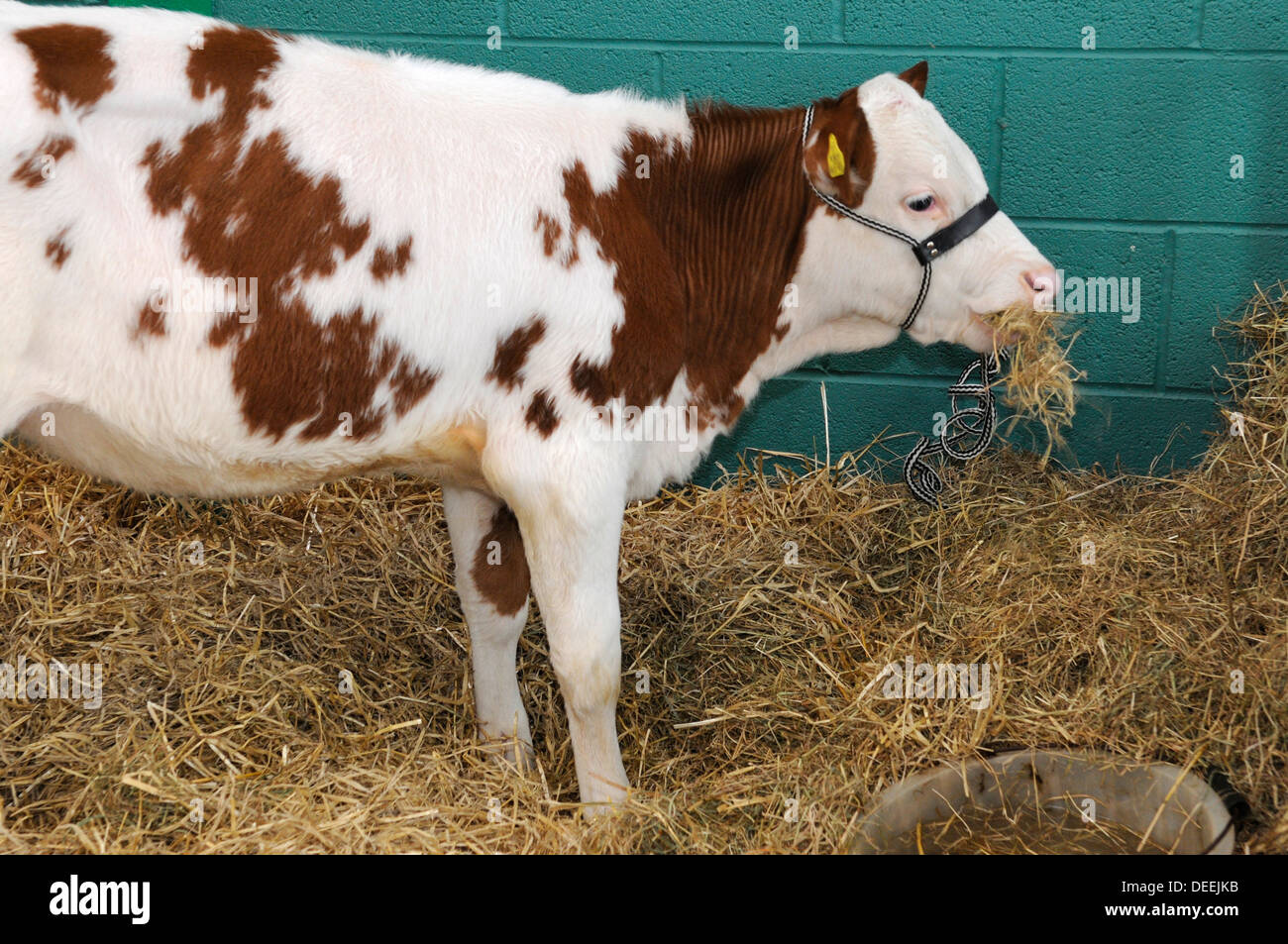 Cow chew hi-res stock photography and images - Alamy