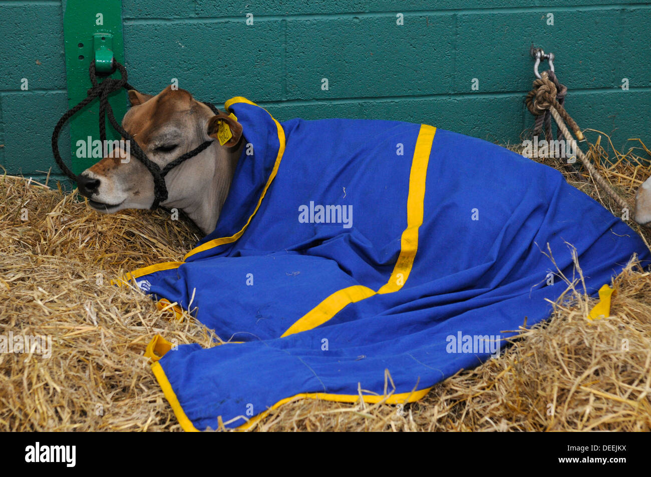 Cow made cosy in its stall at the Bath & West Show, Somerset, UK Stock ...