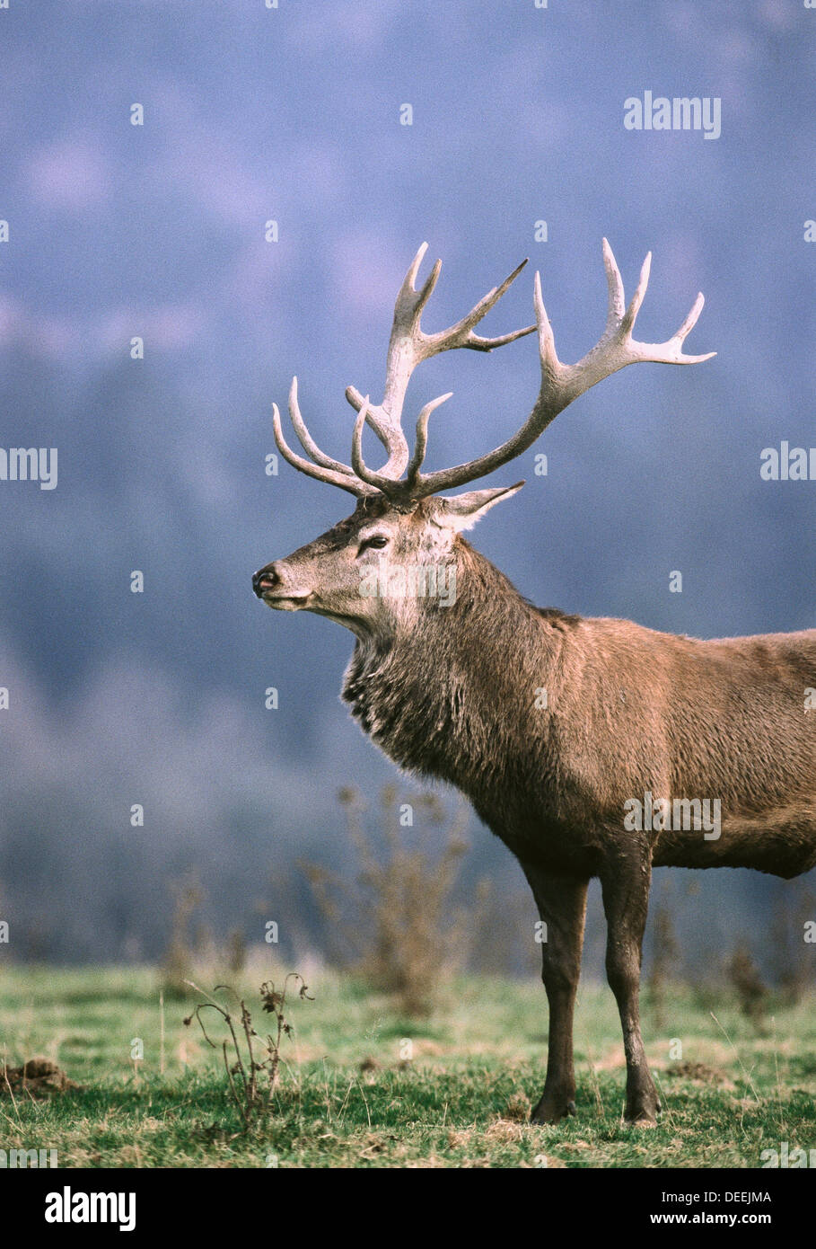 Red Deer (Cervus elaphus). Bavarian Forest. Germany Stock Photo - Alamy