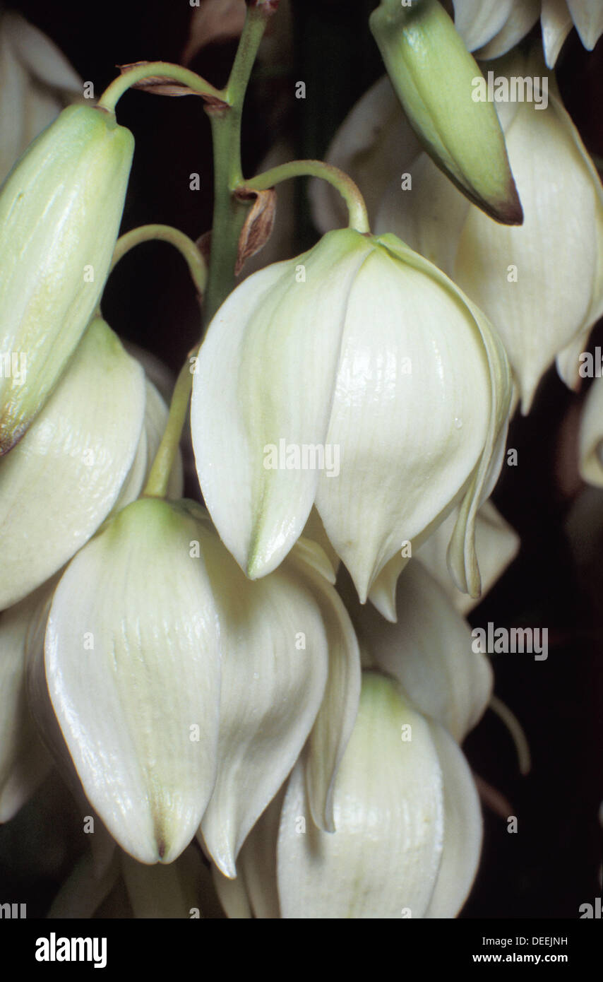 Yucca gloriosa spanish dagger hi-res stock photography and images - Alamy