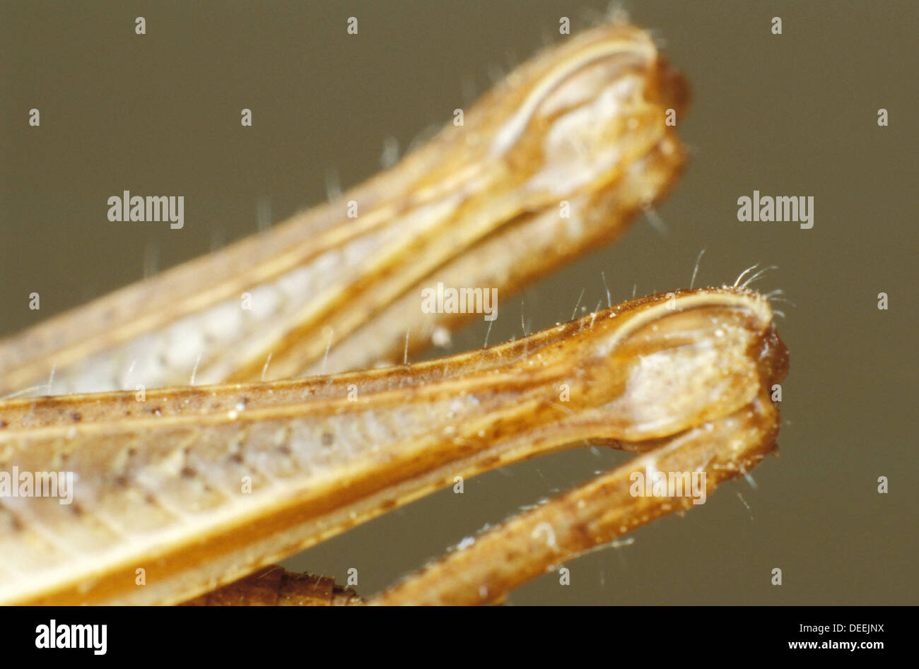 Lesg hi-res stock photography and images - Alamy