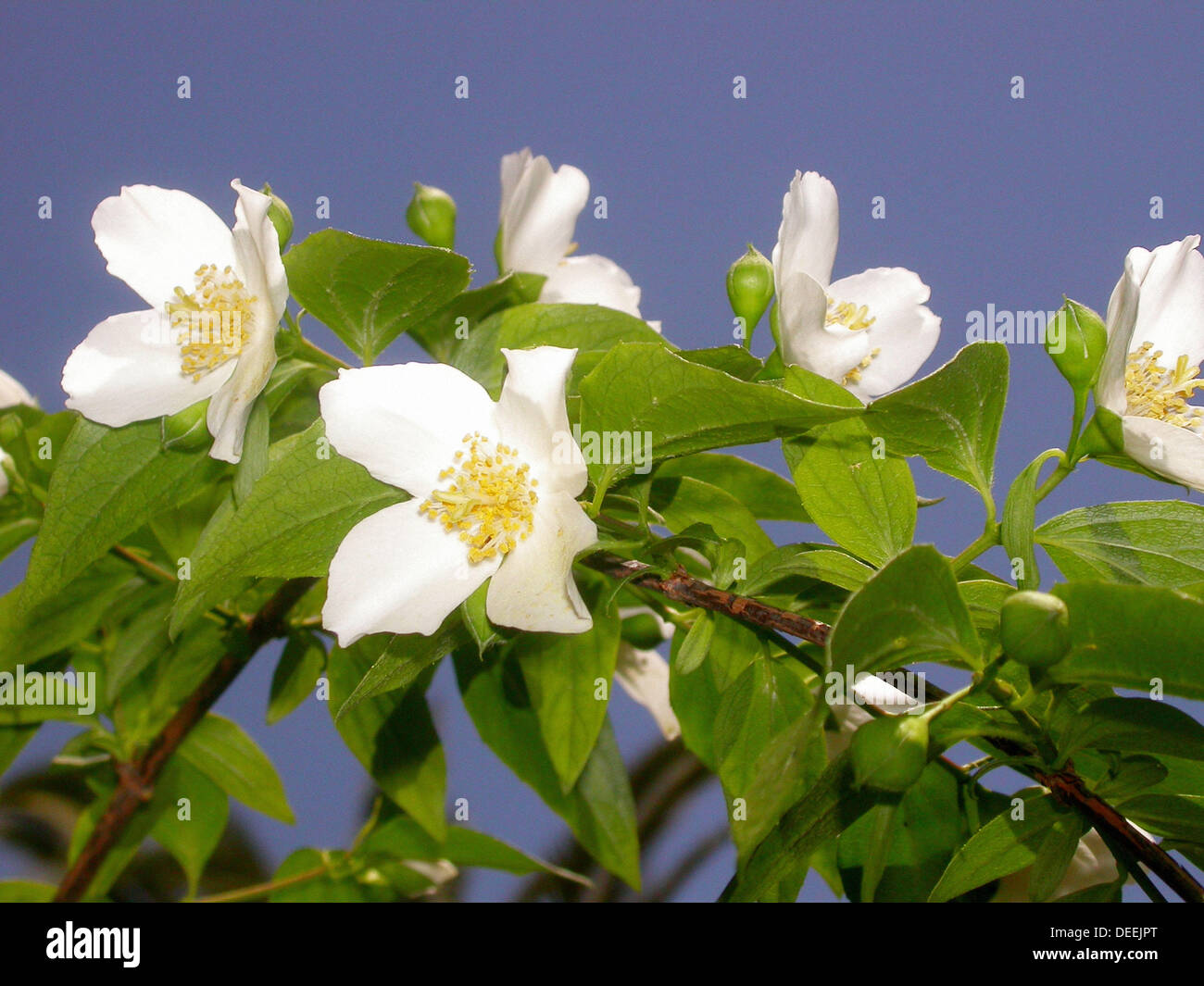 Philadelphus grandiflorus hi-res stock photography and images - Alamy