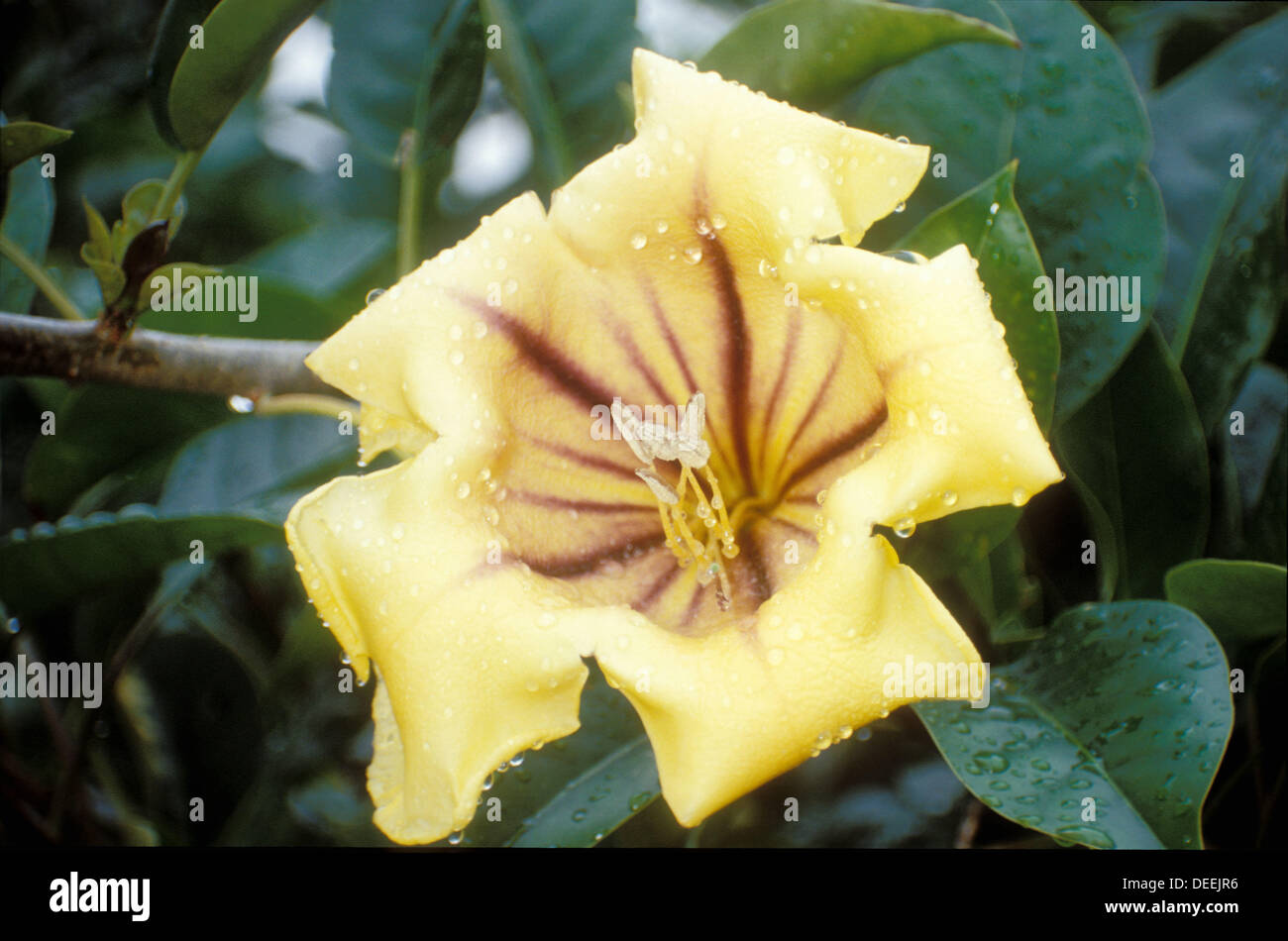 Chalice vine flower hi-res stock photography and images - Alamy