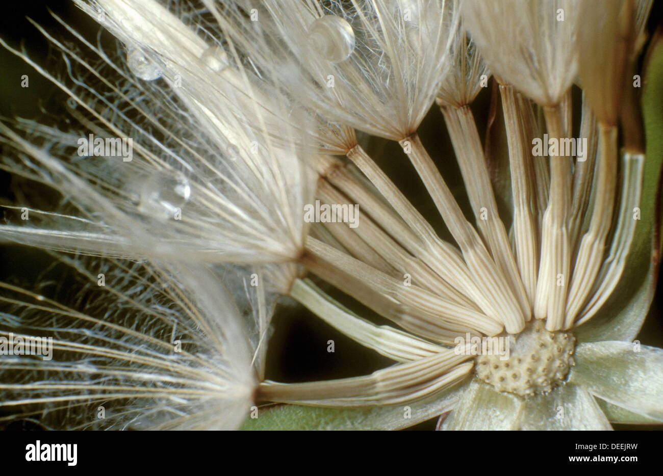 Flower compound hi-res stock photography and images - Alamy