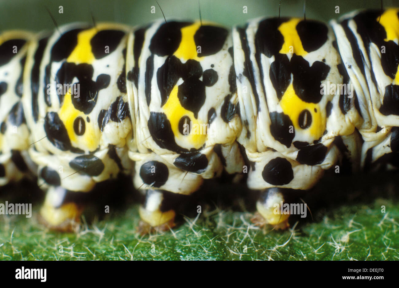 Insect spiracle hi-res stock photography and images - Alamy