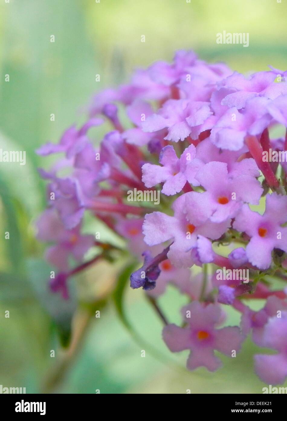 Buddleia Sp High Resolution Stock Photography and Images - Alamy