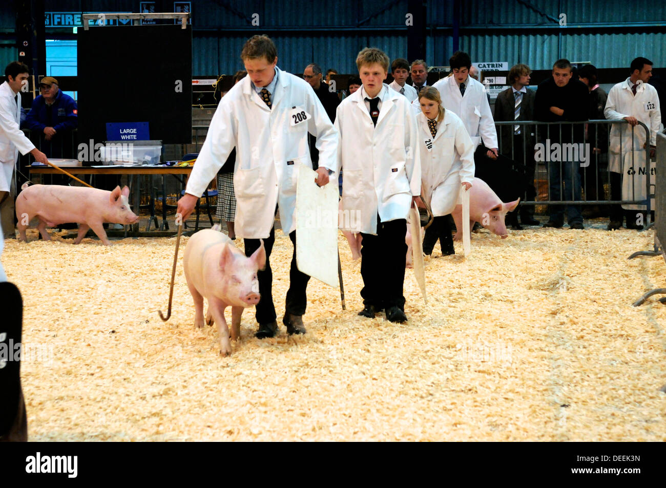 Pigs in the judging ring at the Bath & West Show, Somerset, UK Stock ...