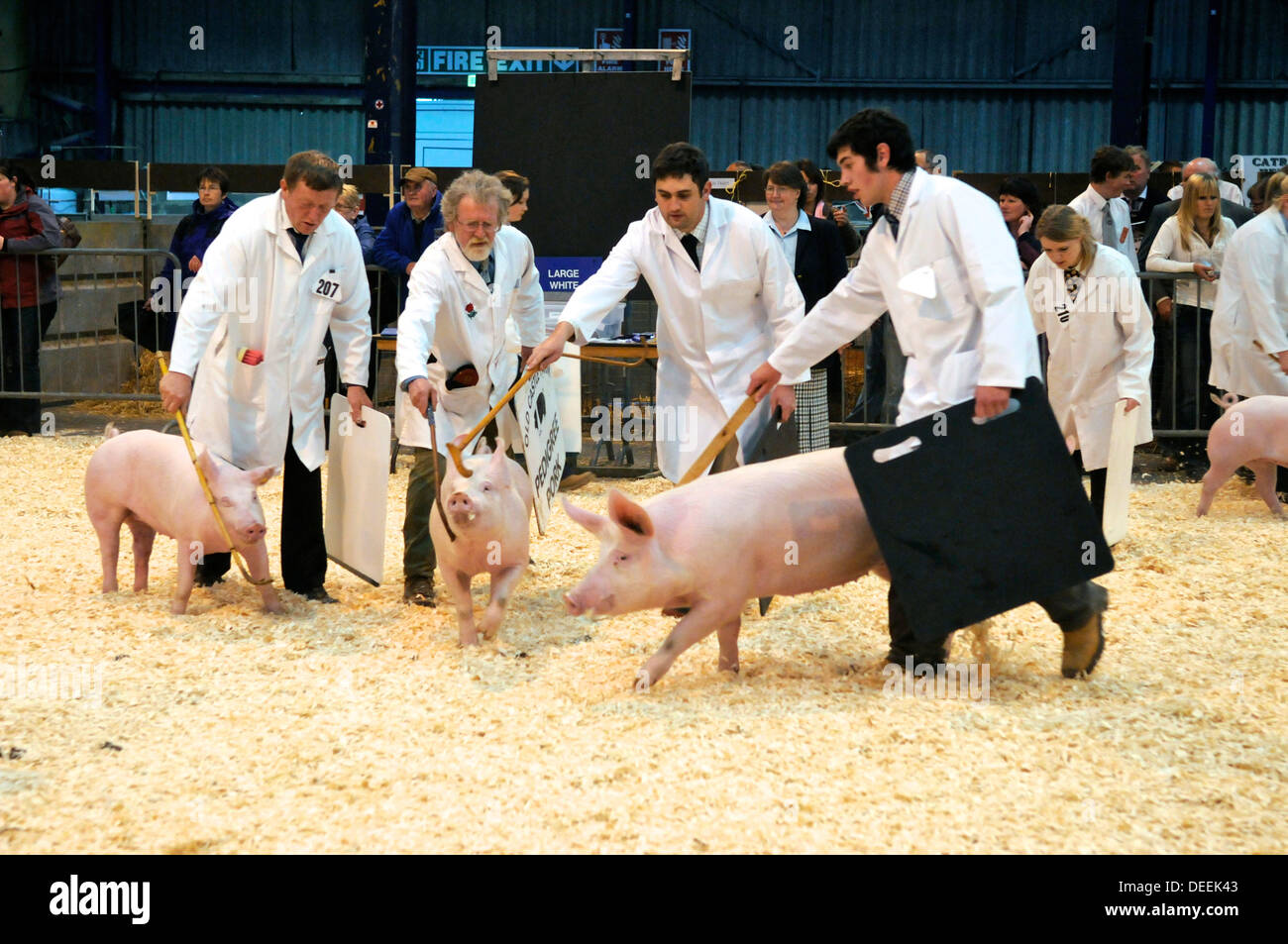 Judging Pigs High Resolution Stock Photography and Images - Alamy