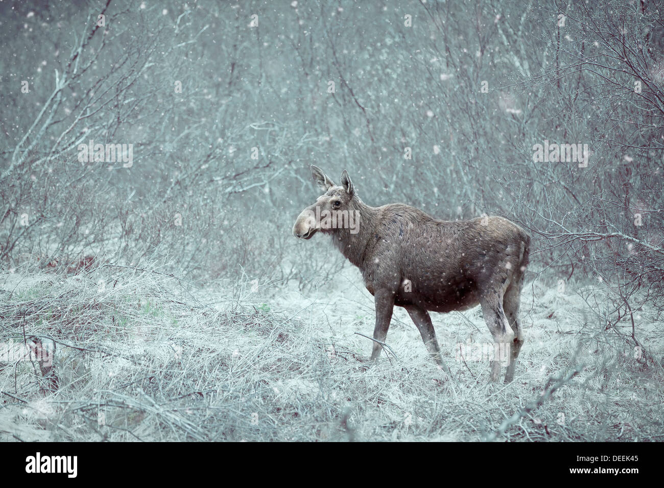 Moose snow hi-res stock photography and images - Alamy