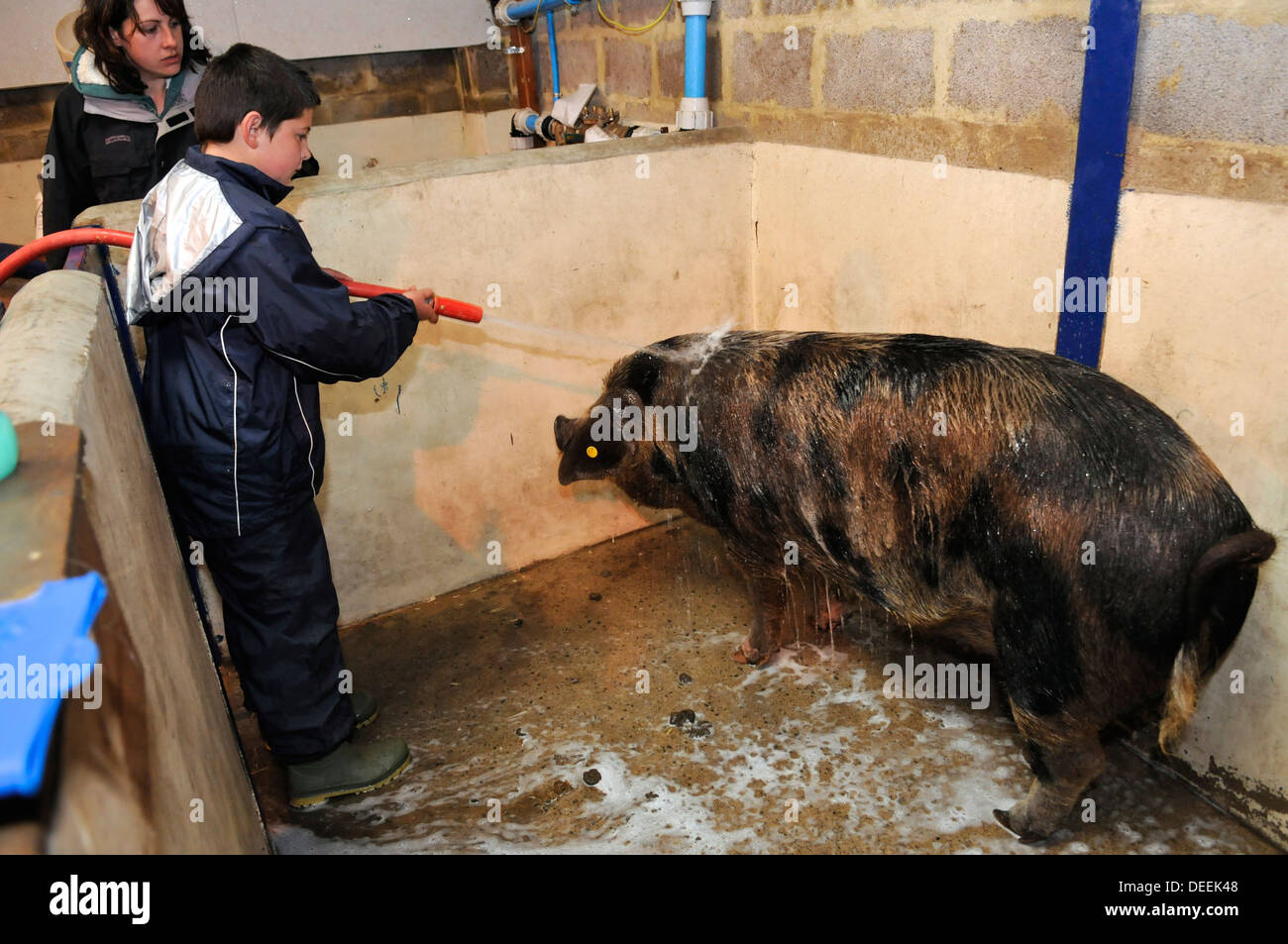 Washing down a pig before judging at the Bath & West Show, Somerset, UK ...