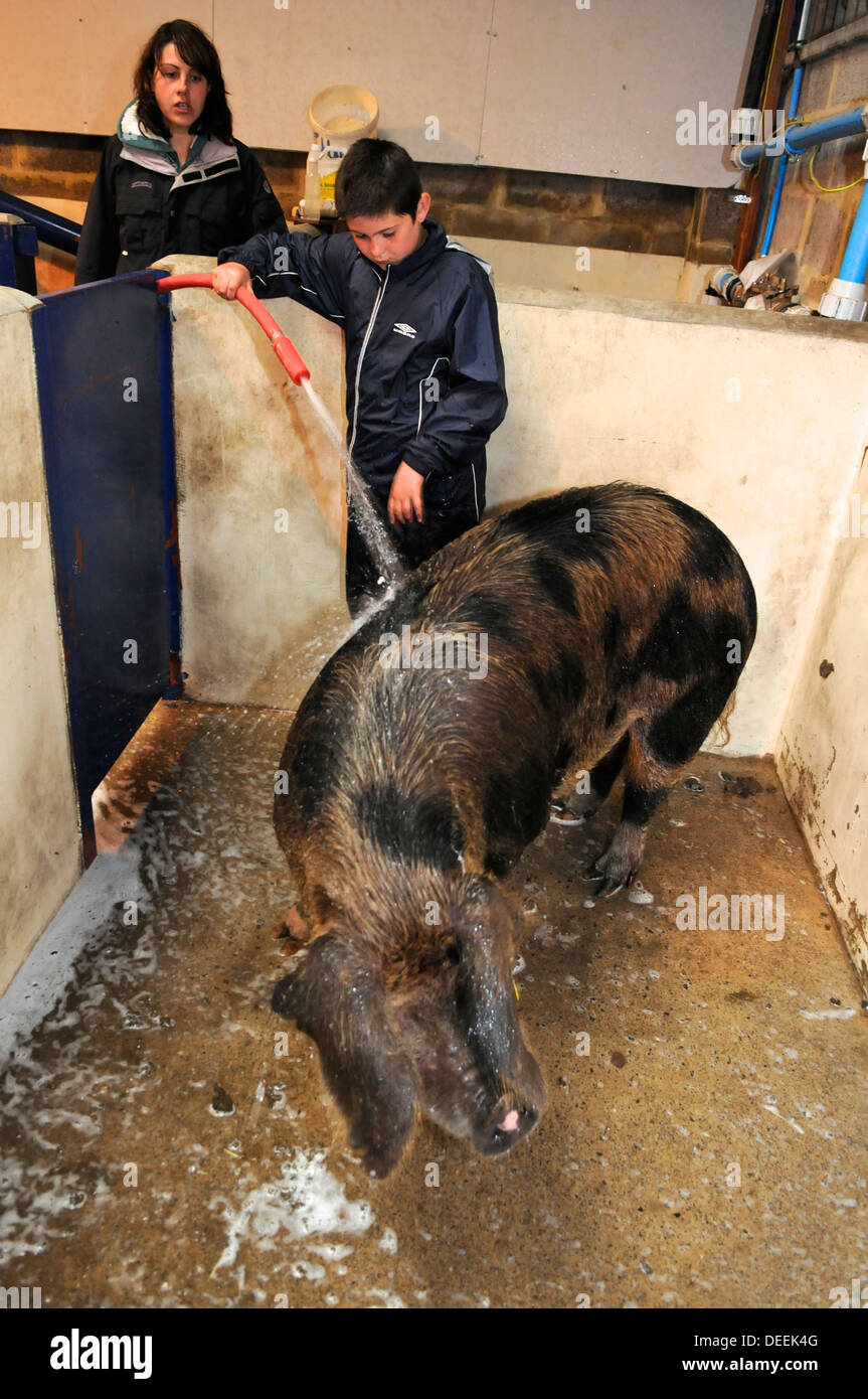 Washing down a pig before judging at the Bath & West Show, Somerset, UK ...