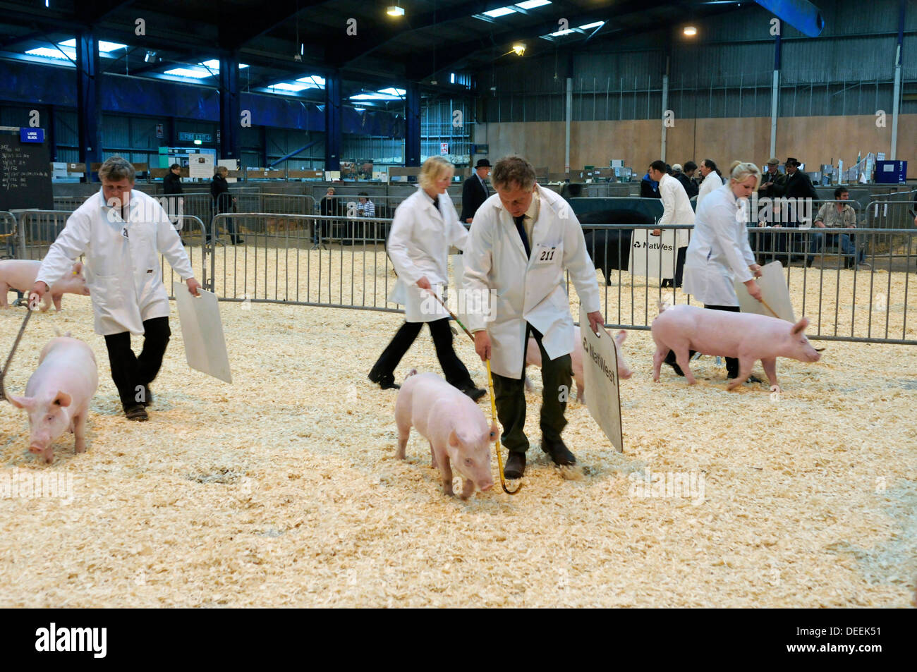 Parading ring hi-res stock photography and images - Alamy
