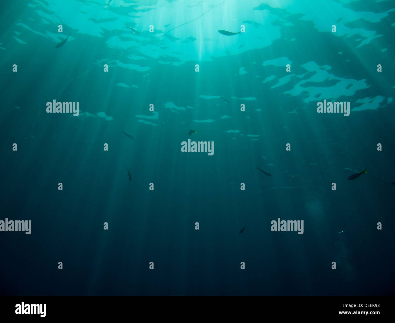 Christ of the Abyss statue in Key Largo, Florida Stock Photo - Alamy