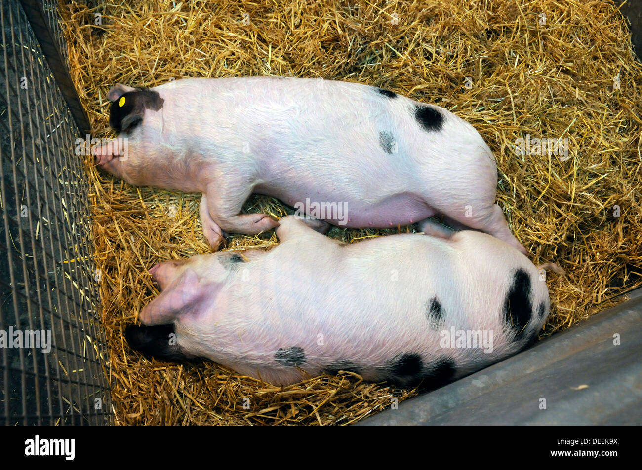 Two pigs sleeping at the Bath & West Show, Somerset, UK Stock Photo - Alamy