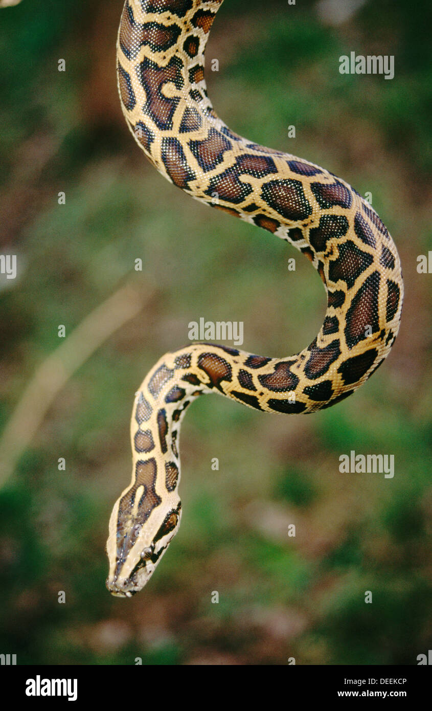 Molurus hi-res stock photography and images - Alamy