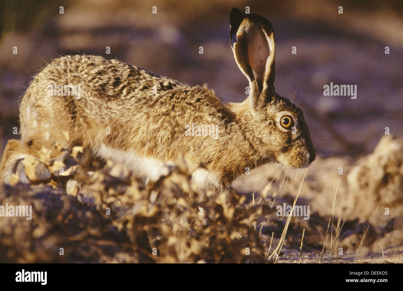 Cape hare lepus capensis hi-res stock photography and images - Alamy