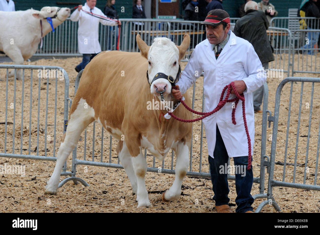 Parading cattle in the judging ring at the Bath & West Show, Somerset ...