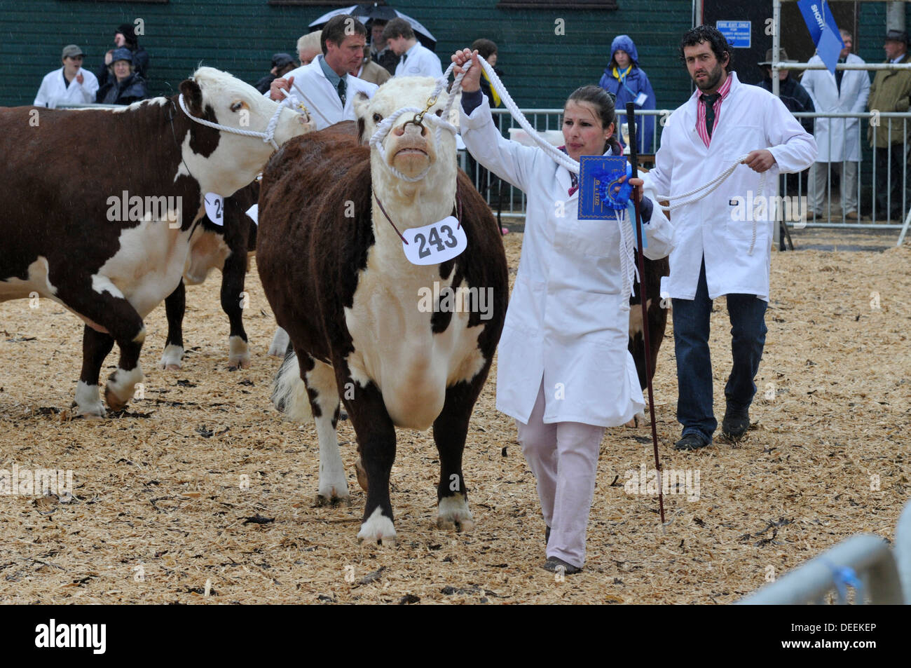 Cattle showing judging in hi-res stock photography and images - Alamy