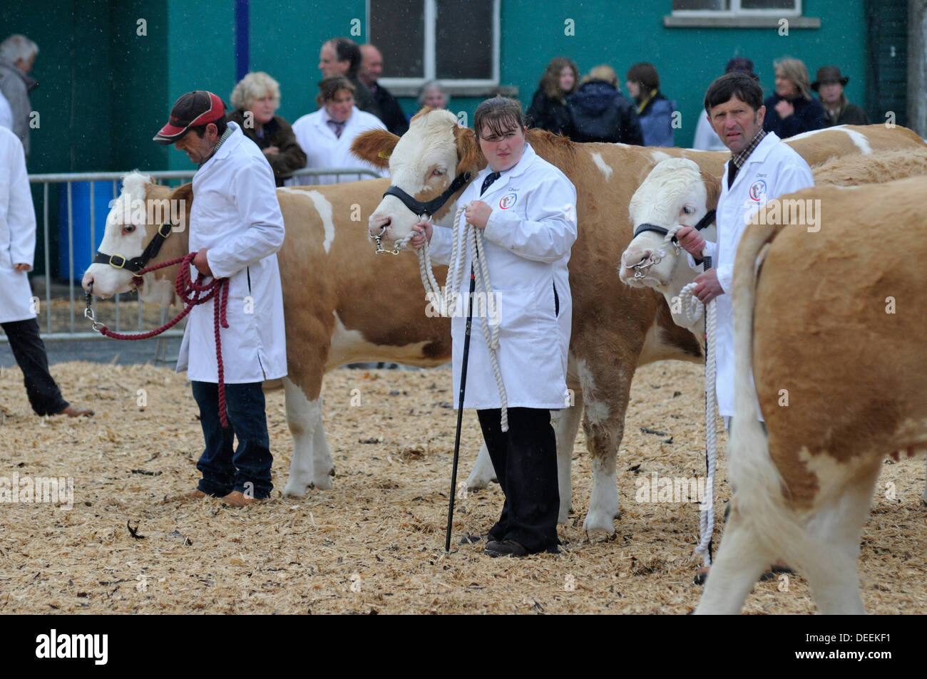 Parading cattle in the judging ring at the Bath & West Show, Somerset ...