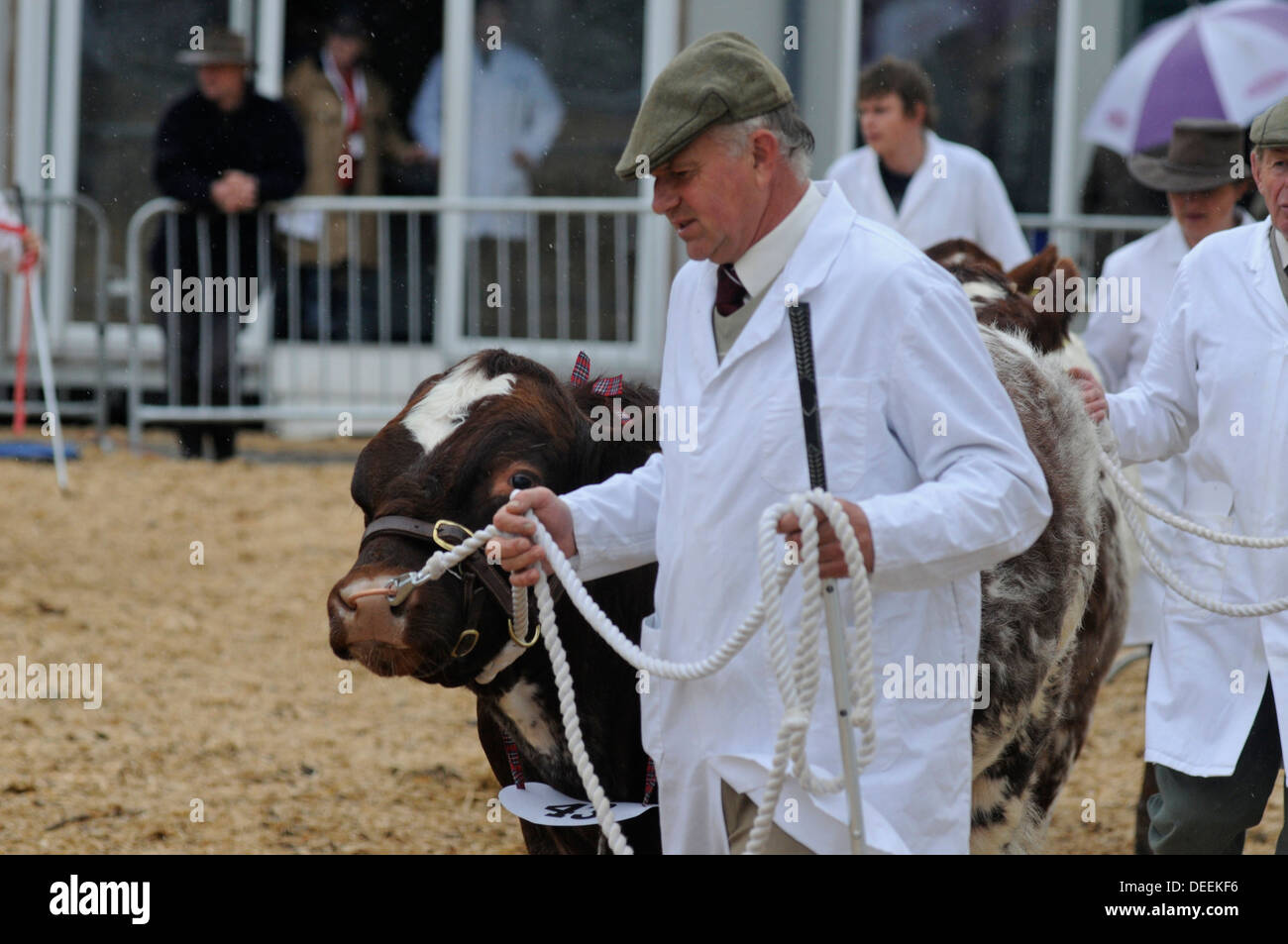 Parading cattle in the judging ring at the Bath & West Show, Somerset ...
